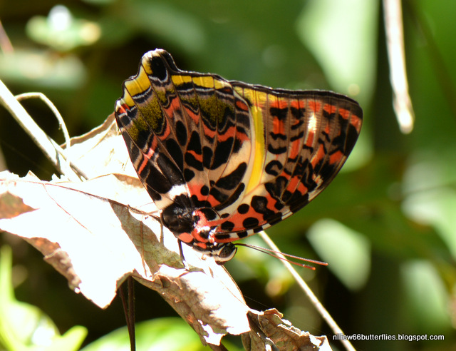 The Forested Path (and Beyond): BUTTERFLIES of RAUB: The Glorious Begum ...