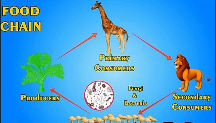 The English, Natural Science, Social Science and Arts Blog: Unit 3: The ...