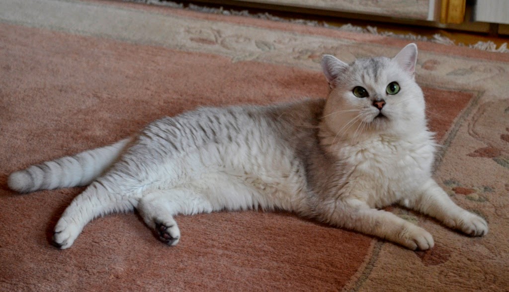 SI*Silverbuttons - Cattery of Silver and Golden Shaded British ...