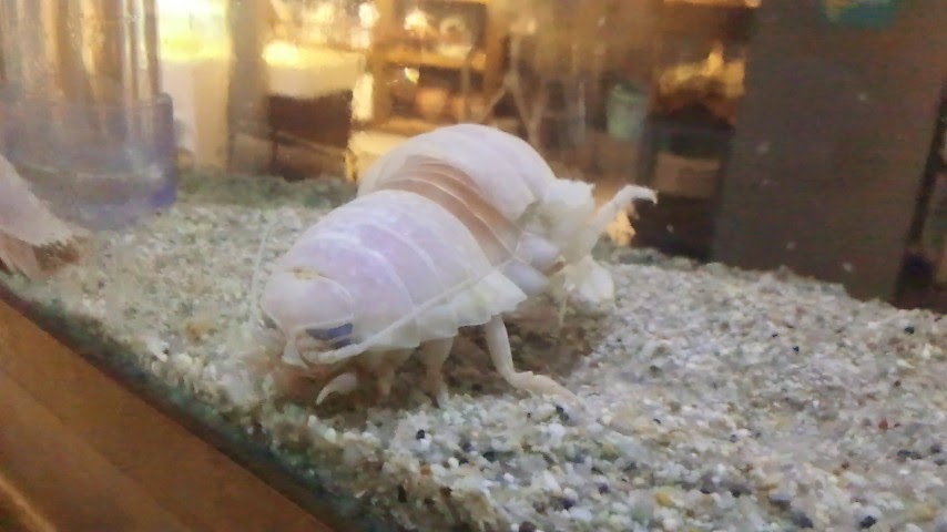 The Echinoblog: 5 EPIC Deep-Sea Giant Isopod (Bathynomus) Observations ...