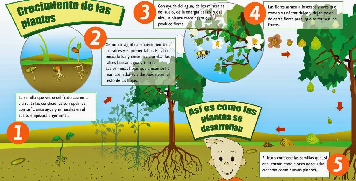 Mas que vencedores: APRENDAMOS COMO CRECEN LAS PLANTAS