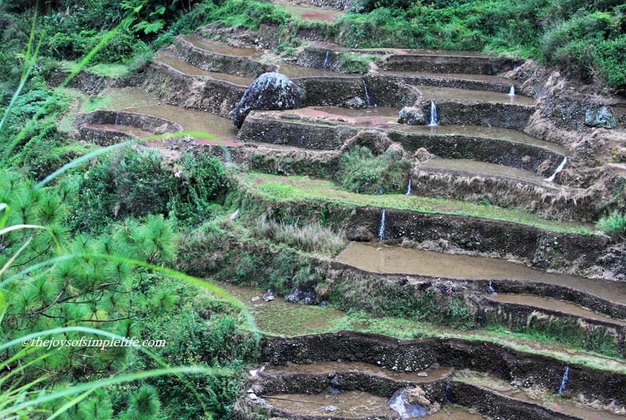 The Joys of Simple Life: Sagada via Banaue Part 1: The Banaue Rice Terraces