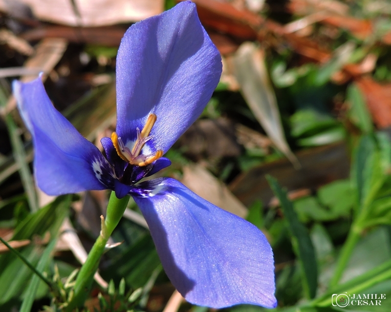 Pra não dizer que não falei das flores...Herbertia lahue - Natureza ...