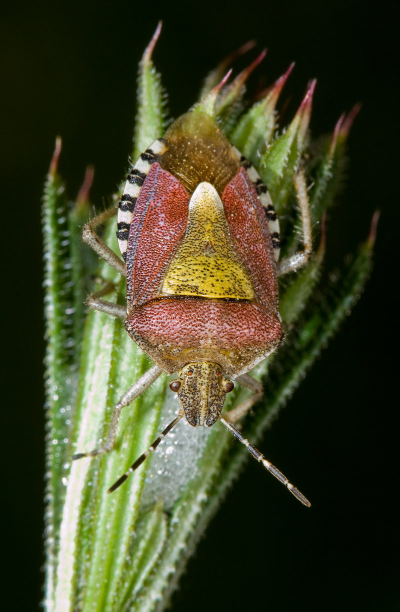 Hacia un lugar salvaje: Heteropteros