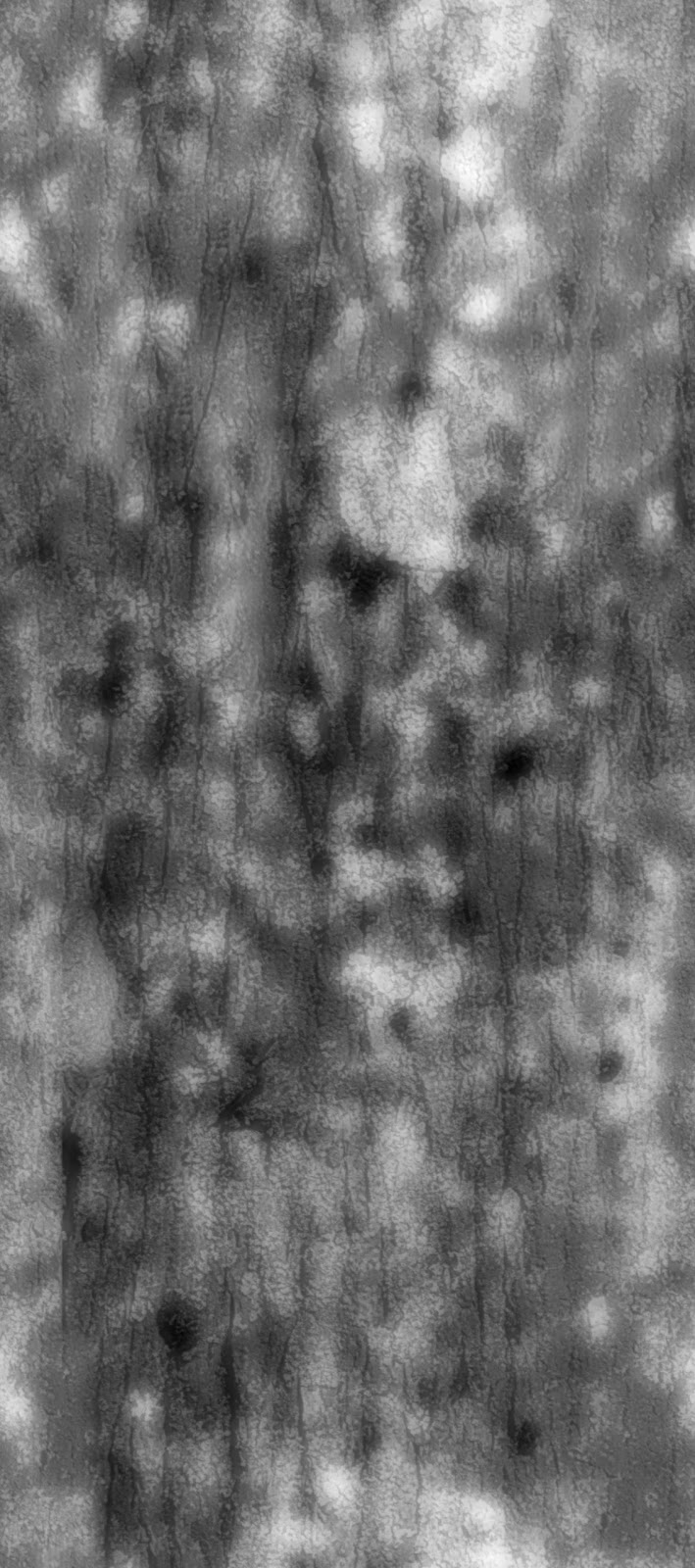 Texturise Free Seamless Textures With Maps: Seamless Tree Bark Texture ...