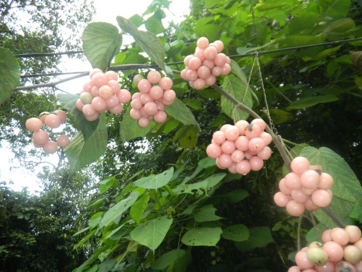 LI NA HERBS: WHAT IS THE NAME OF THIS GRAPE-LIKE FRUIT?