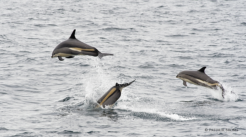 Northern Lights Photography: Atlantic white-sided dolphins - Kvitskjeving