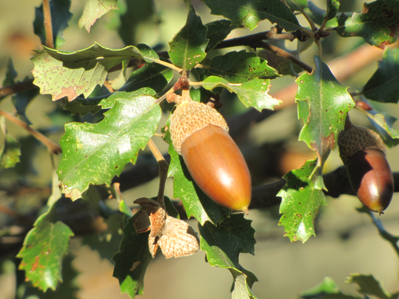Entre Jaras y Pedreras: BELLOTAS Y BELLOTEROS