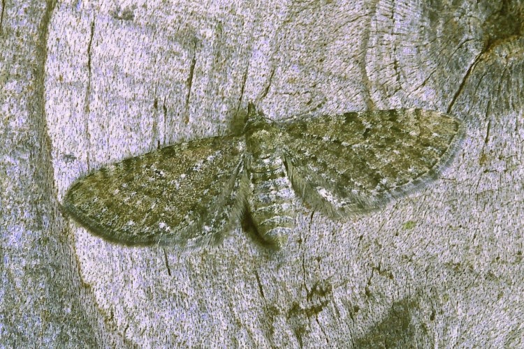 UK Pugs: 1828 Satyr Pug (Eupithecia satyrata)