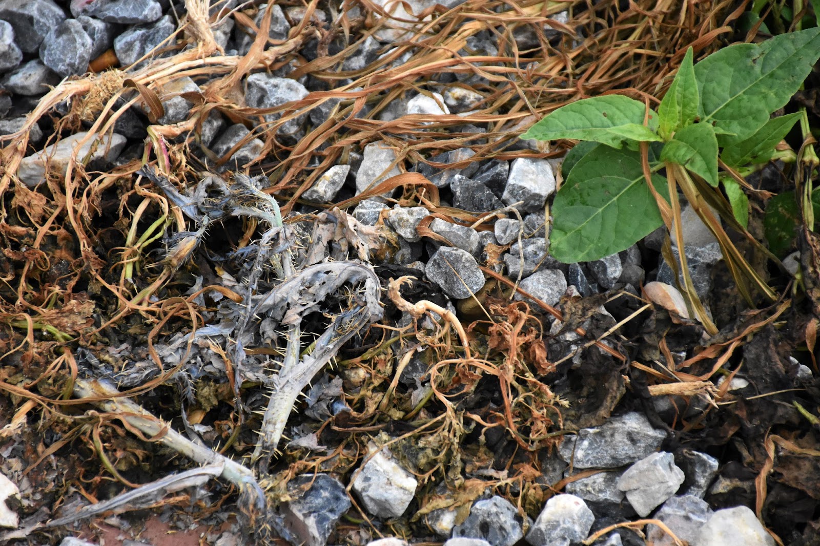 Fotografía: Putrefacción