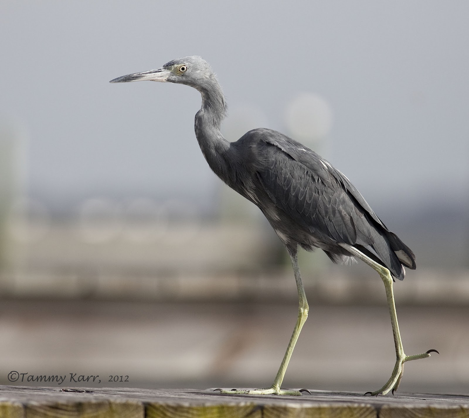 Birding Is Fun!: The Little Blue Gets its Hue