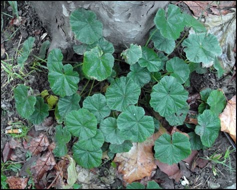 Agronutrientes: Maleza de Hoja ANCHA