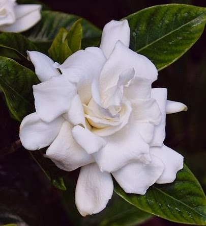 Jom Tanam Bunga: Bunga Cina