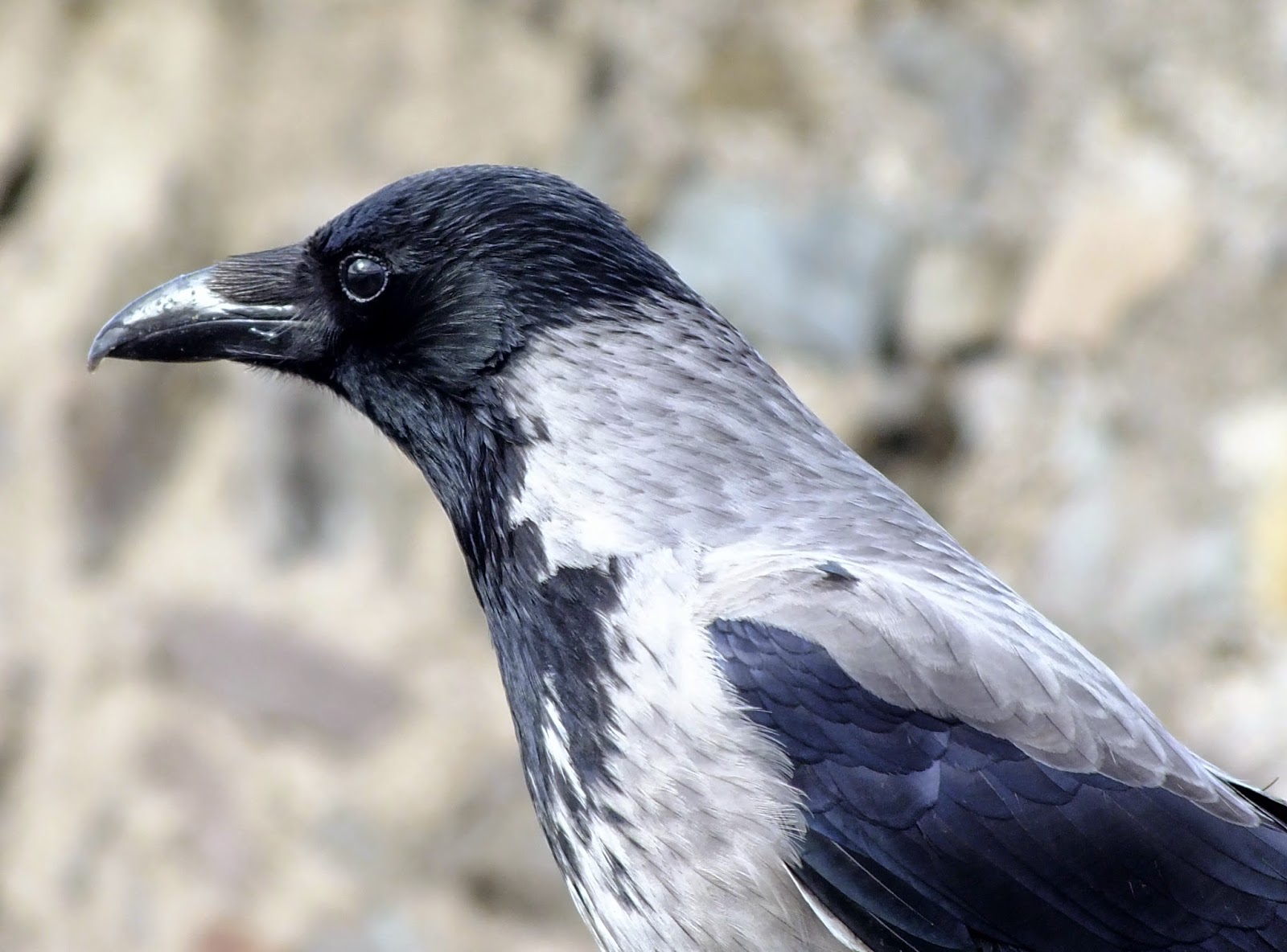 Tick 'n' go Birding: Hooded Crows + in Scotland