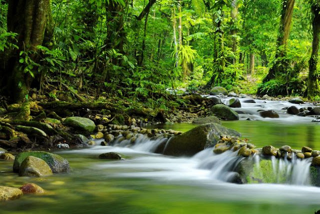 Daintree Rainforest - Australia