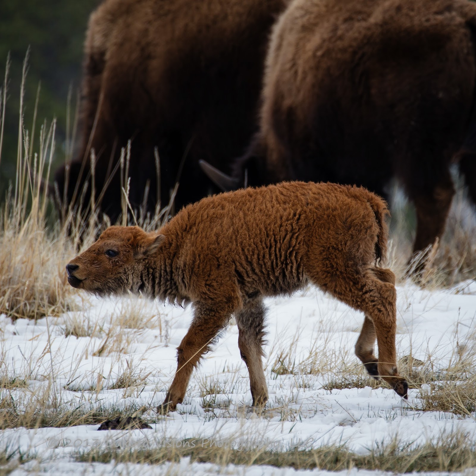 See You Behind the Lens... : In My Own Words: Baby Tatanka, Part I