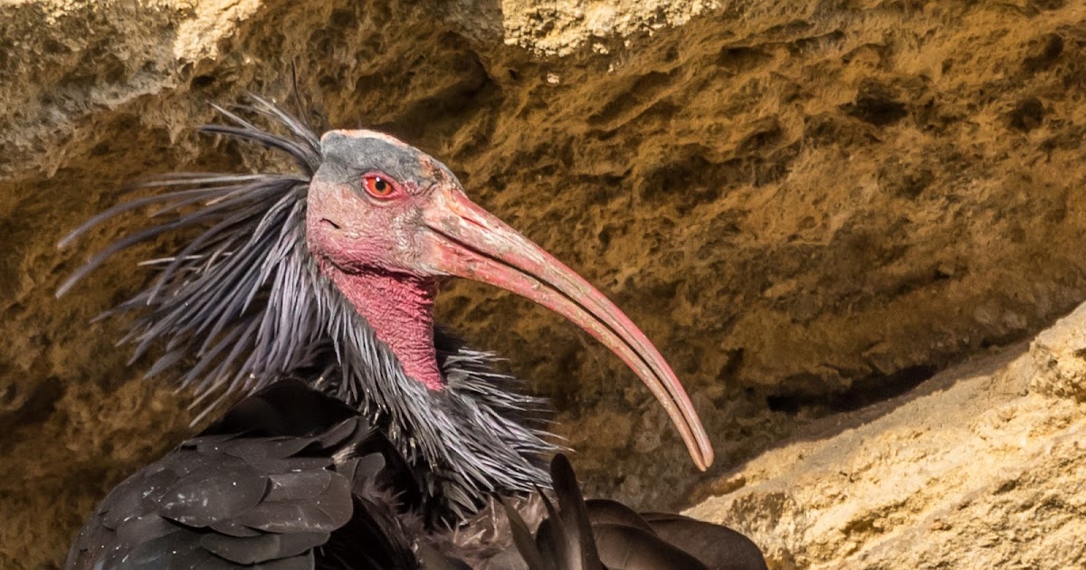 DocNatureBlog: El ave más fea de España. Ibis eremita (Geronticus eremita)