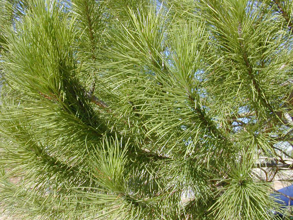 ARTE Y JARDINERÍA : PINO PIÑONERO. Pinus pinea. Familia: Pináceas