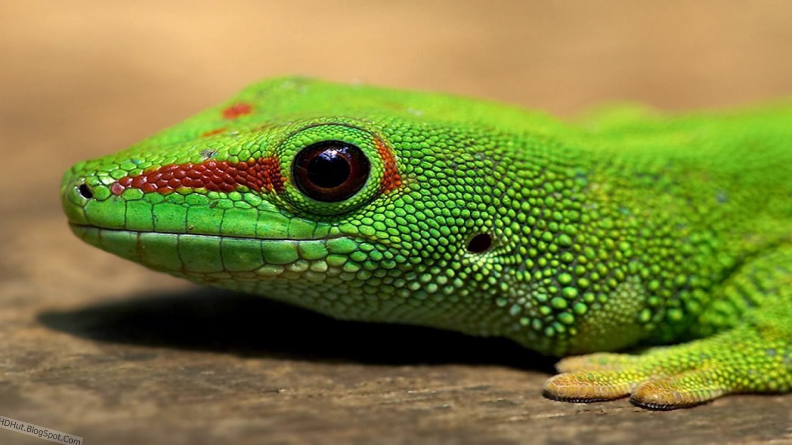 Top 25 Most Incredible Lizard Wallpapers In HD