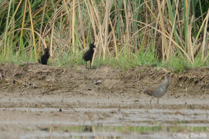 Of North Borneo Birds and others: Manukan and Penampang