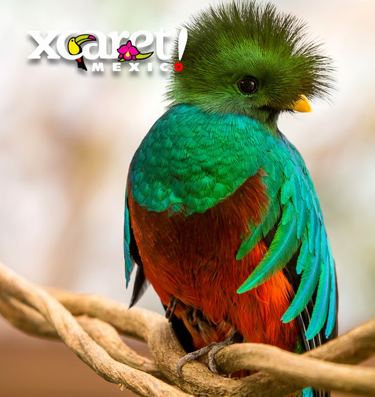 introduccion ~ Quetzal: el ave simbolica
