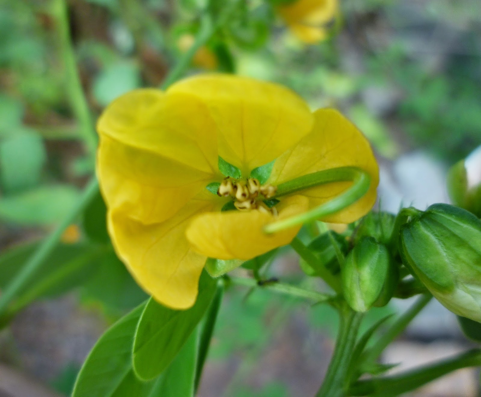 From Bluebirds to Turtles: PANDORUS SPHINX MOTH, SICKLEPOD, LARGE ...