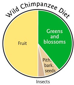 Eat - Move - Rest: Chimpanzee Diet vs. South Indian Diet