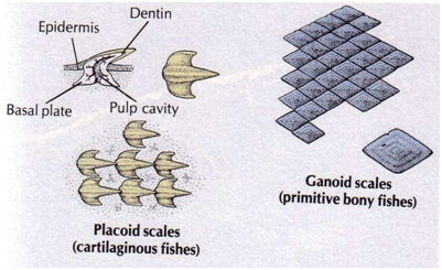 Pembagian Sistem Integumen Pada Pisces - Biologi Edukasi: Belajar Sains ...