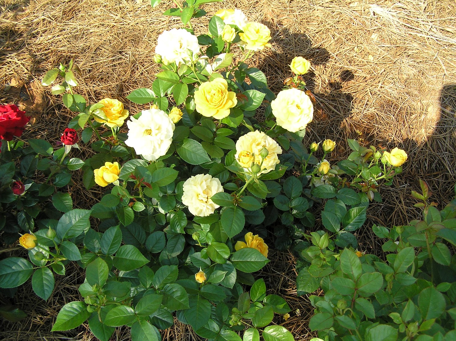 Images from our Life: Rose Garden, Summer 2012