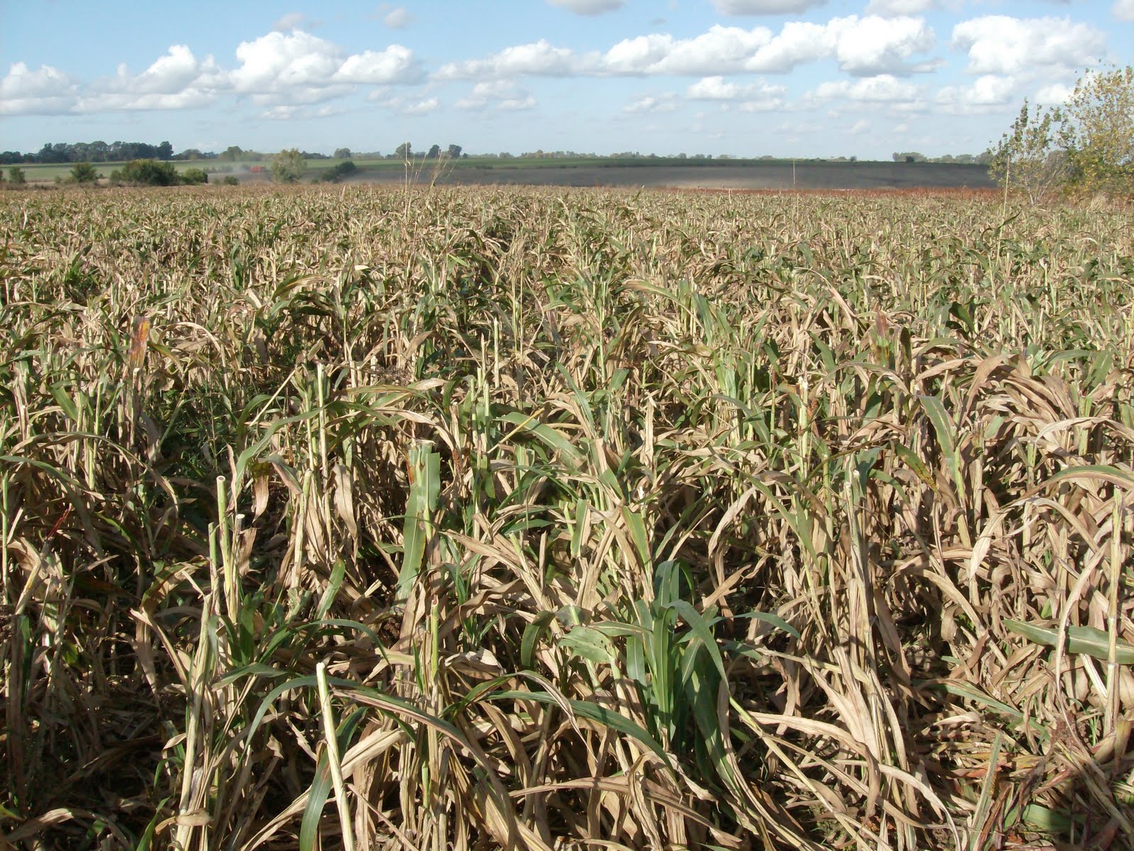 Aprende Campo: ¿Qué es la cobertura? ¿Qué son los rastrojos?