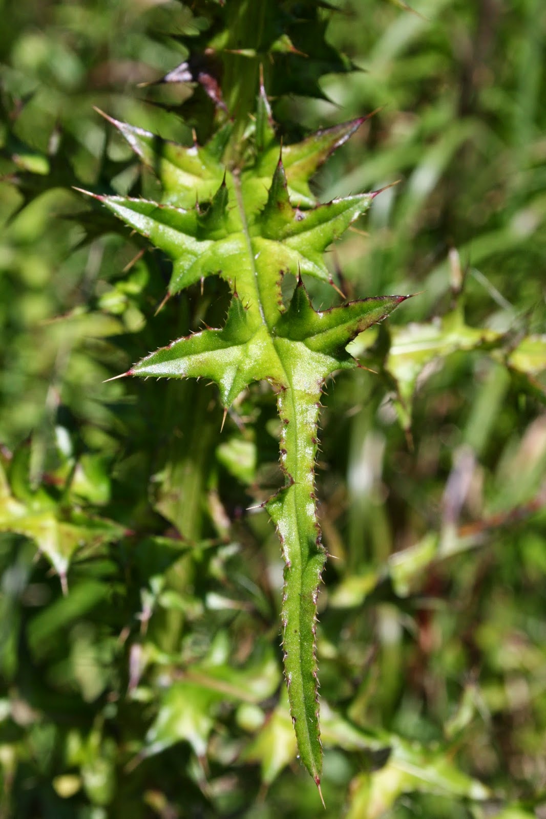 Native Florida Wildflowers: Nuttall's Thistle - Cirsium nuttallii