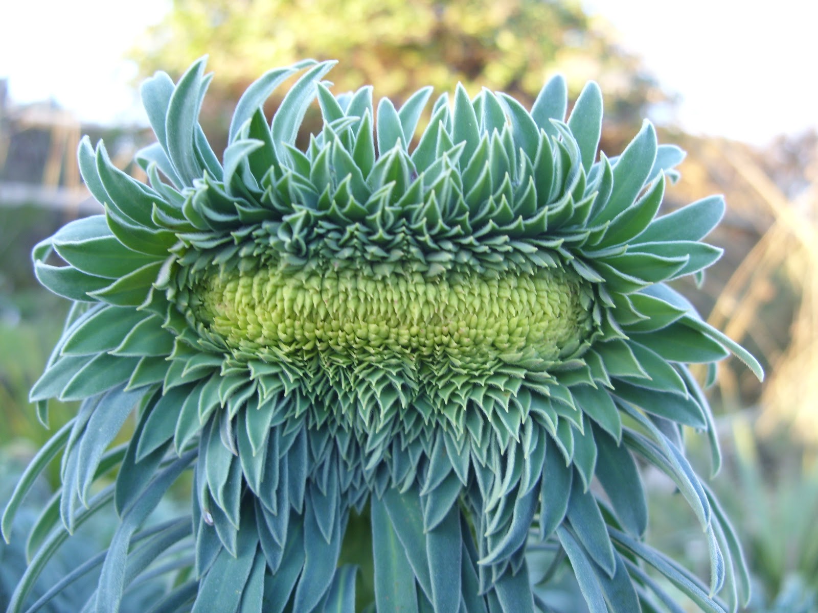 Deformutilation: Plant Mutation - Fasciation