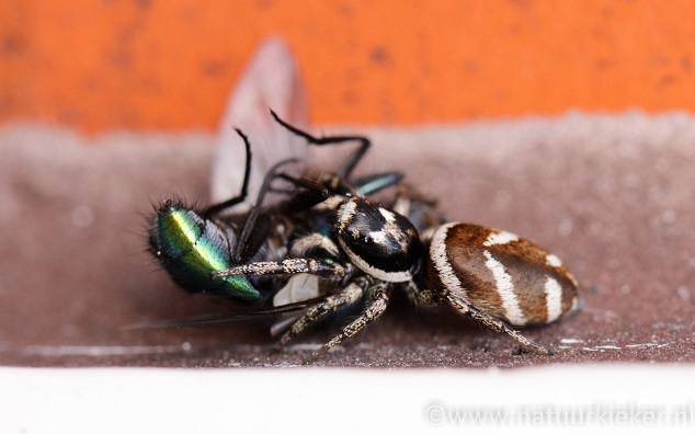 De Huiszebraspin is een soort springspin