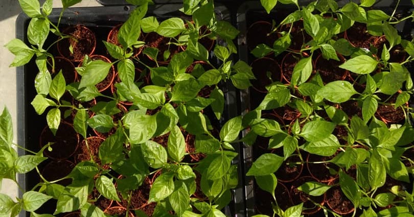 BERMULA NYA CABARAN - TANAMAN POKOK CILI CENTIL ~ Pertanian, Perkebunan ...