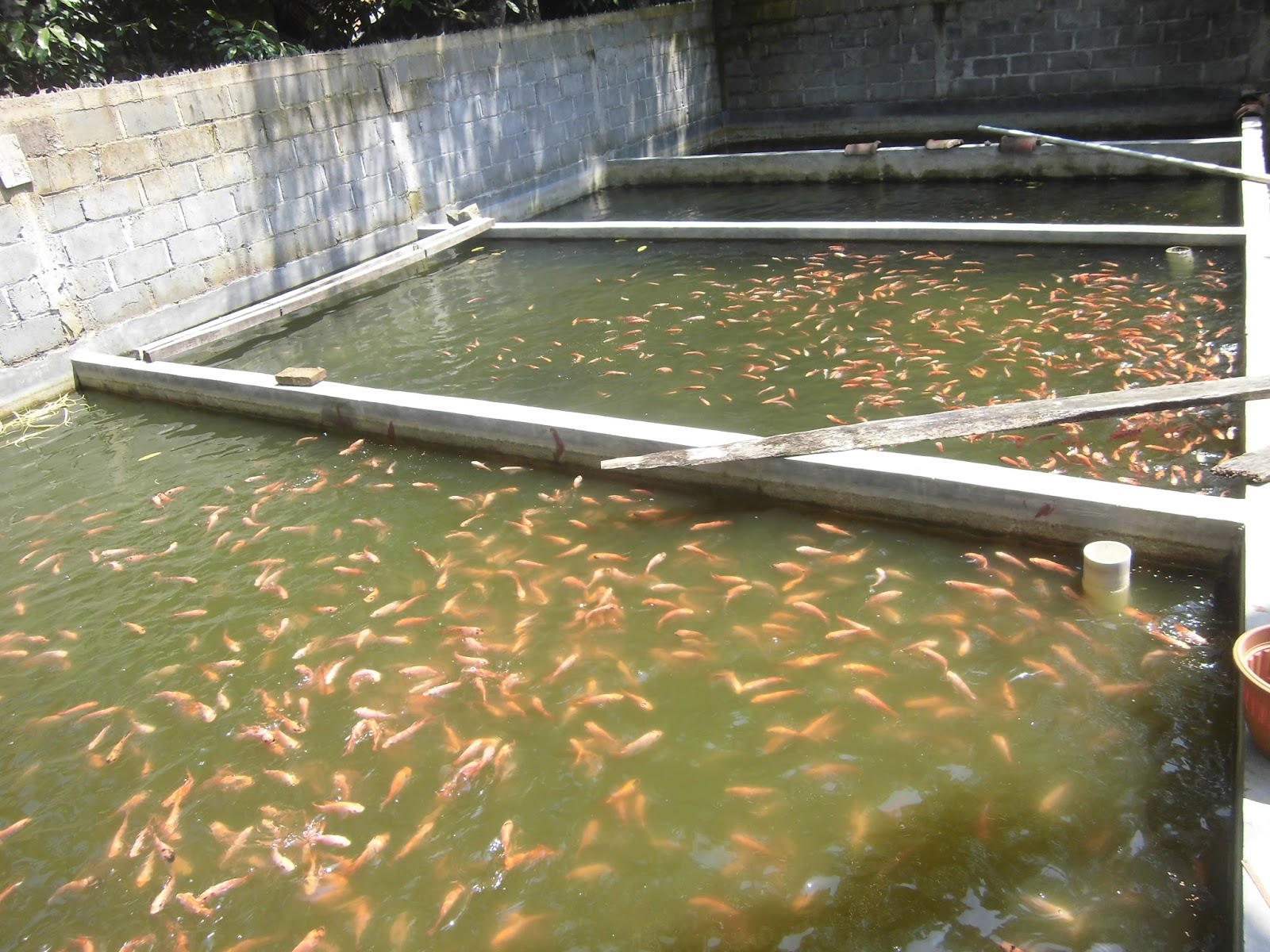 Budidaya Ikan Nila Merah: Kolam Permanent