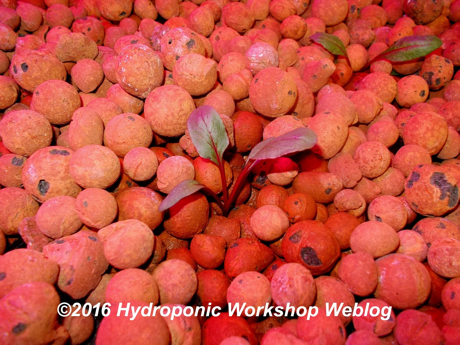 Hydroponic Workshop: Journal February 8, 2016 - Planting beet greens in ...