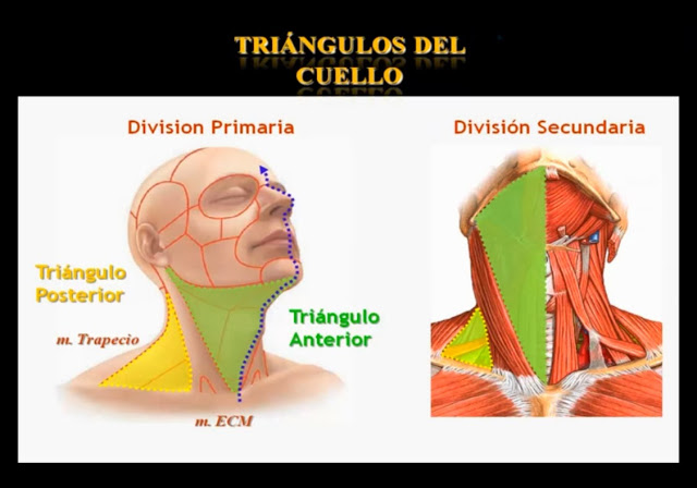 Osteología de cabeza y cuello