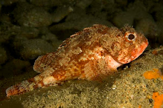 Artes de Pesca: VAMOS A PESCAR RASCACIO