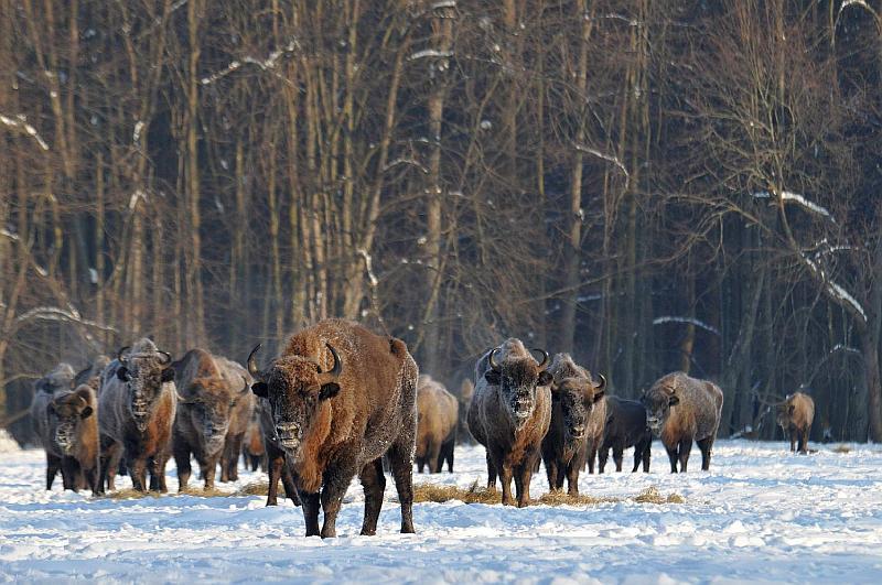 Puszcza Białowieska: Żubry w Puszczy Białowieskiej i na jej przedpolach ...