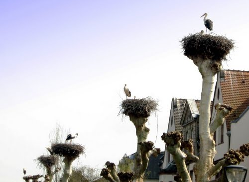 Souvenir Chronicles: STRASBOURG, FRANCE: Part 1