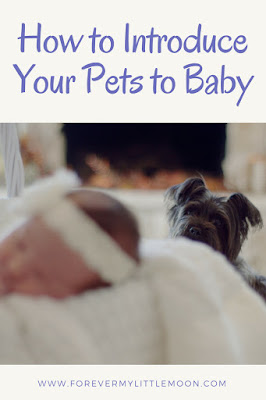 How to Introduce Your Pets to Baby