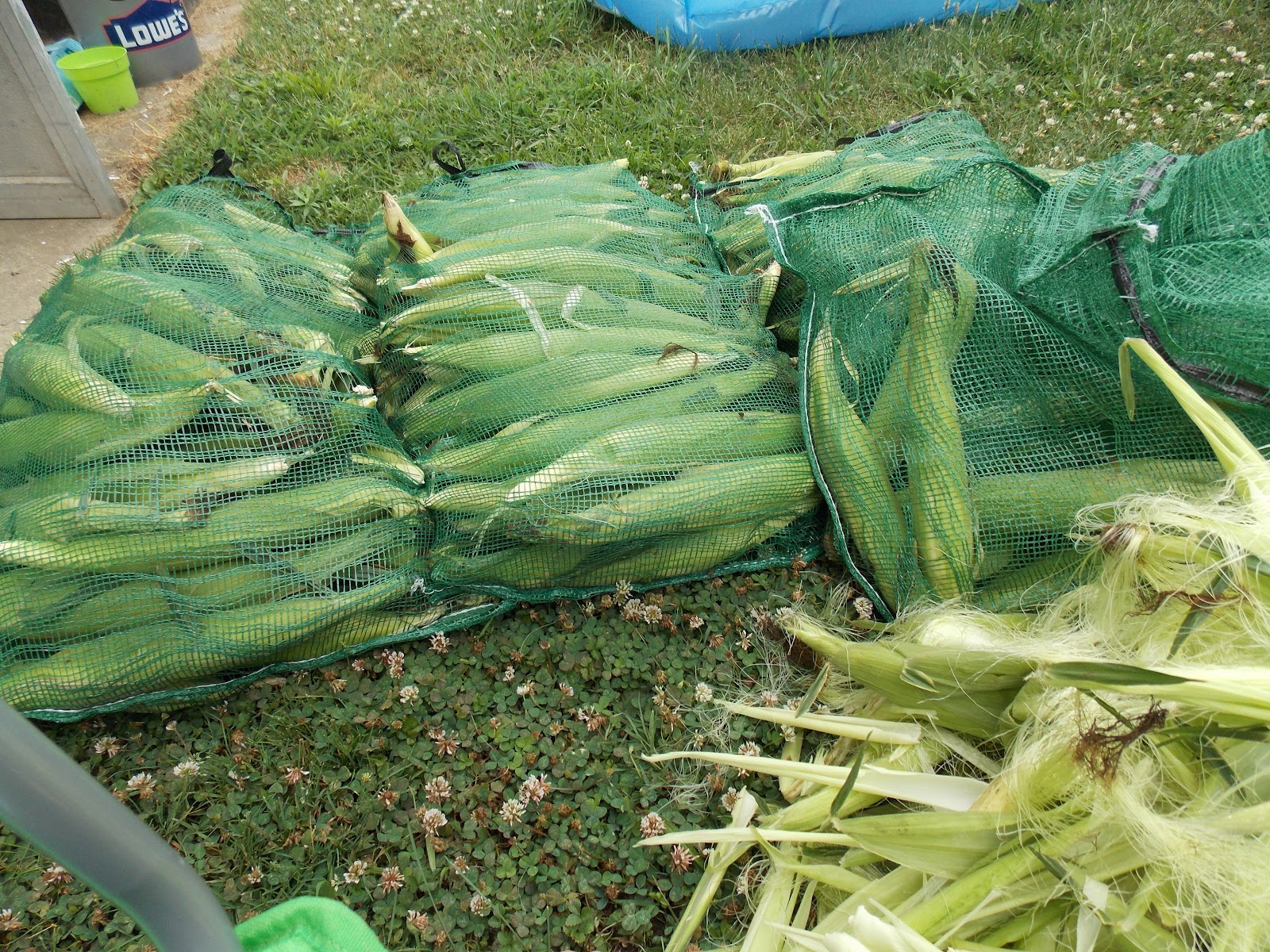 Adventures in Homesteading