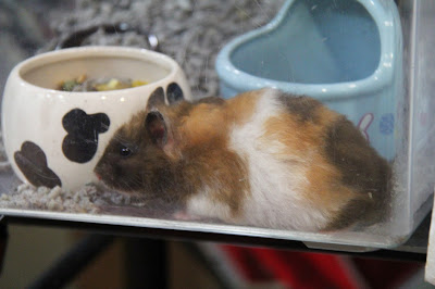 Natural PawPals: Cherimoya the Calico (aka Tortoiseshell Banded) Syrian ...