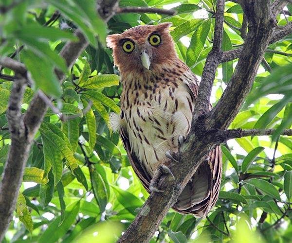 Tierra de lechuzas, búhos, mochuelos, autillos, cárabos: Búho filipino ...