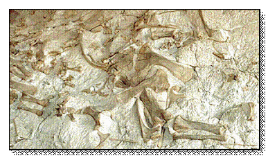 Foundations Creation Club: The Fossil Record: The Greatest Proof for ...