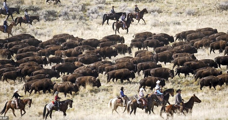 THE WESTERNER: The REAL cowboys of Utah: Inside the Great Bison Roundup ...