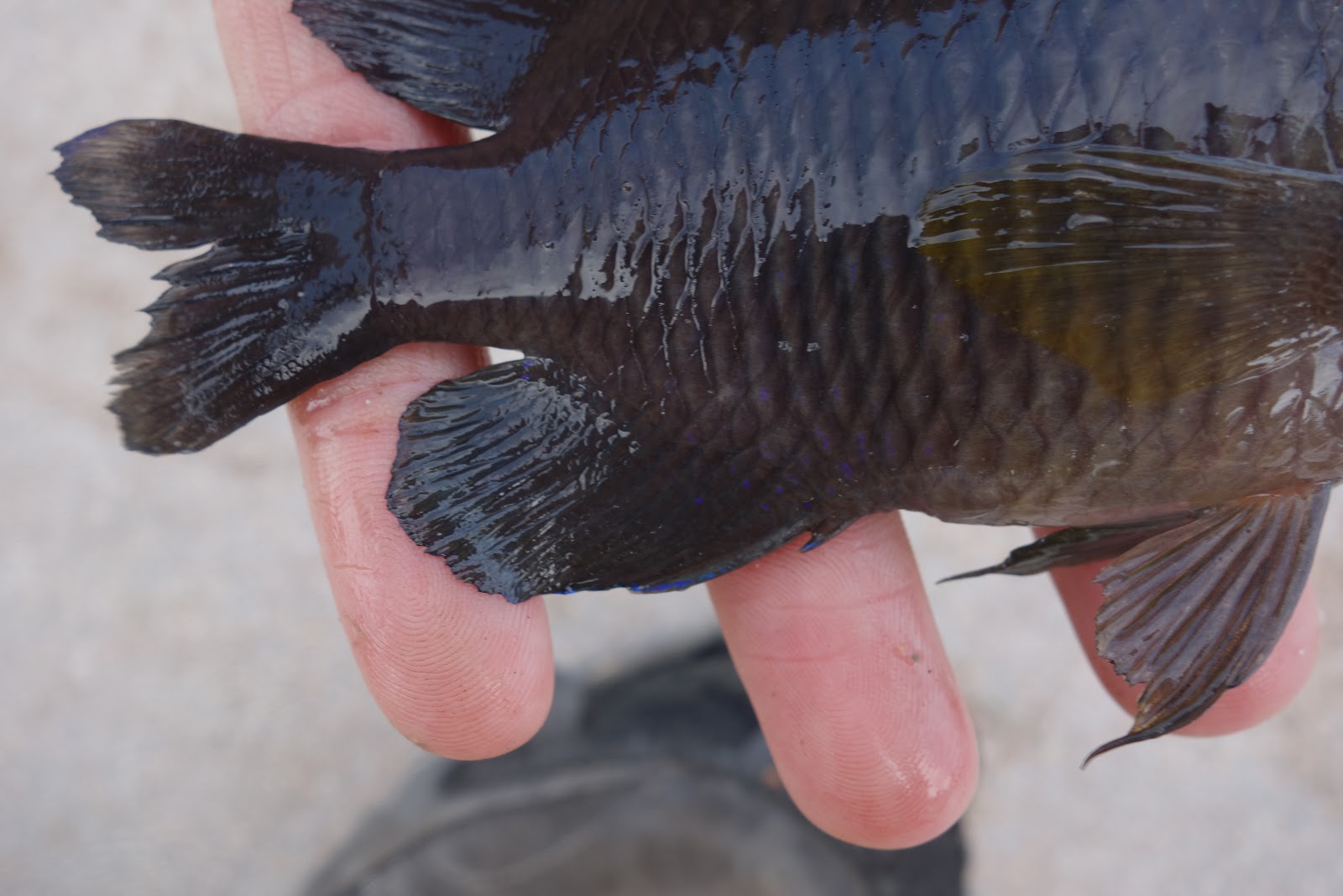 Connecticut Fly Angler: Florida: A Plethora of Weird Fish