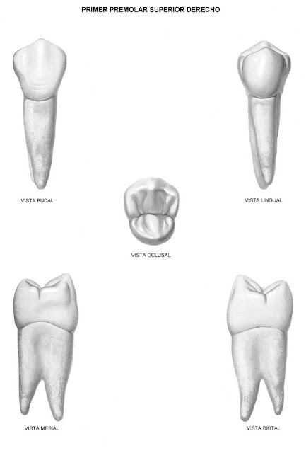 biomateriales: premolares superiores