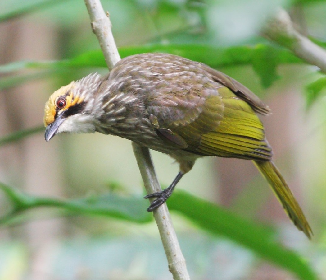 Species New to Science: [Ornithology / Conservation • 2017 ...