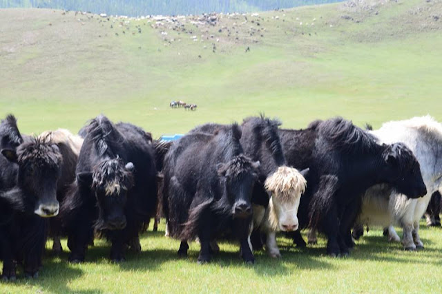 Old Bones and New Adventures: 5 Days of July - Day 2: Yak attack!